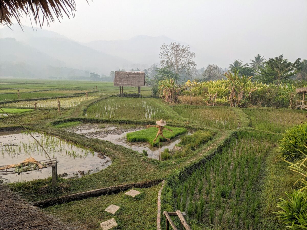 Ten steps to the perfect Lao sticky rice – Nearly Neutral Travel