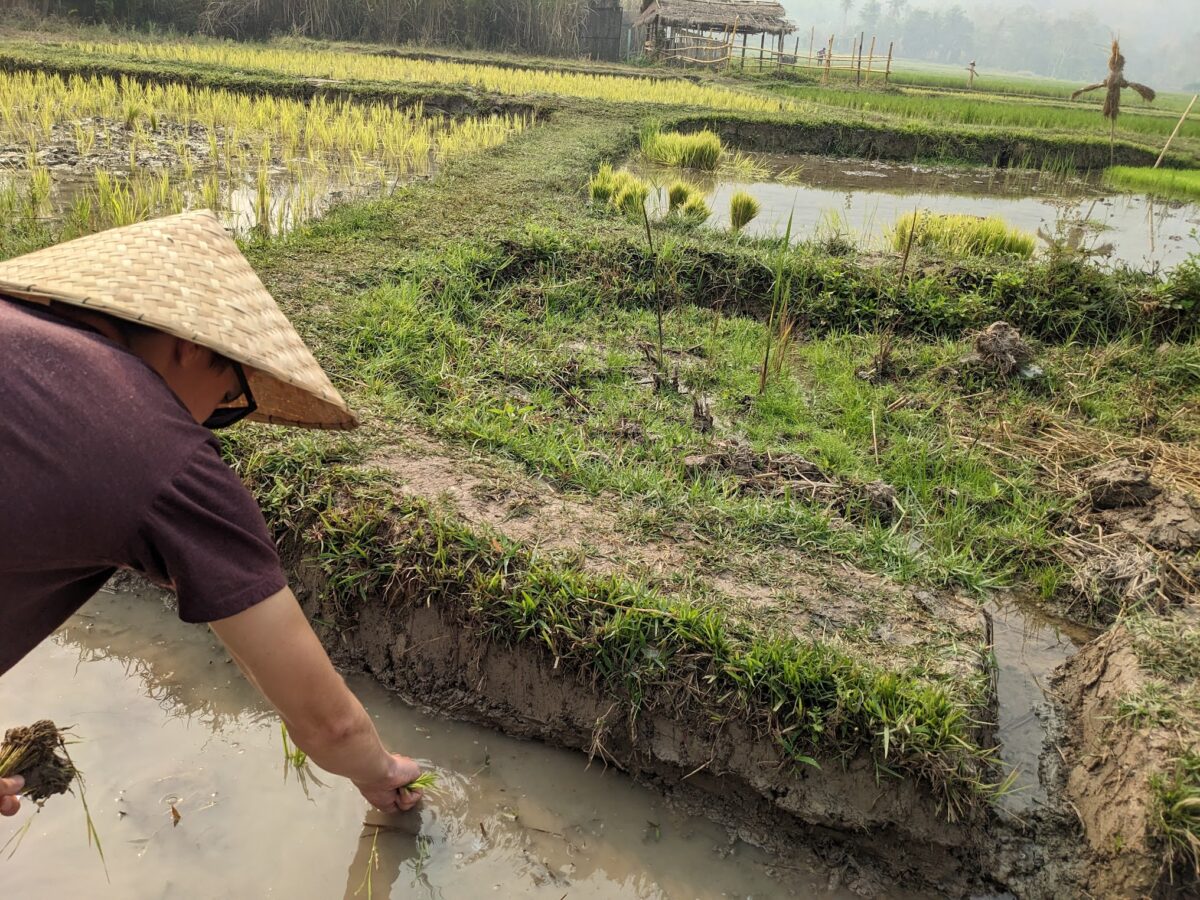 Ten steps to the perfect Lao sticky rice – Nearly Neutral Travel