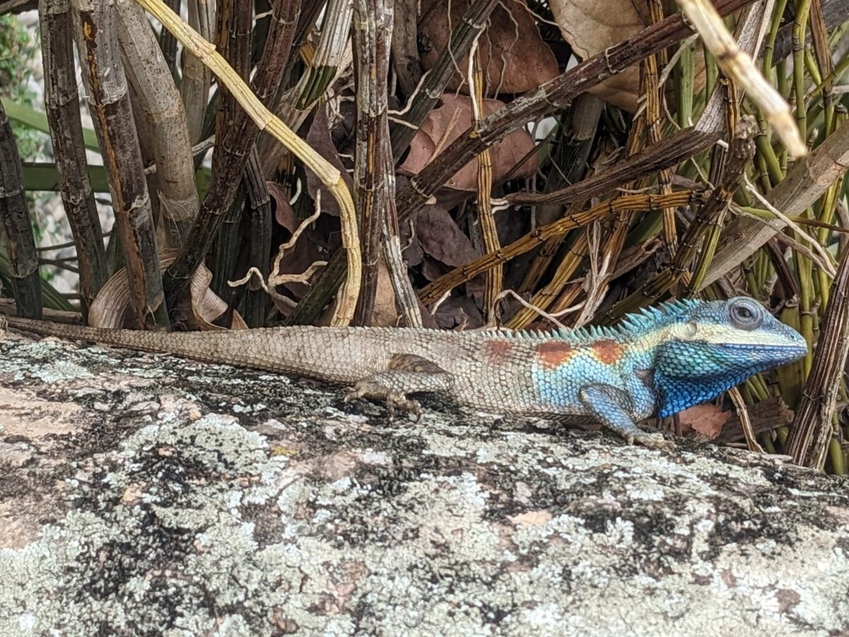 Thailand – Nearly Neutral Travel